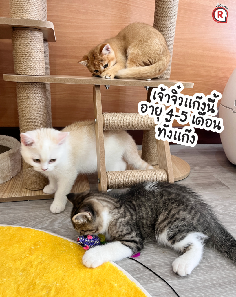 #ชี้เป้า ShuShu Chilling Space คาเฟ่แมวน่ารักๆหลังโลตัสประชาชื่น ...